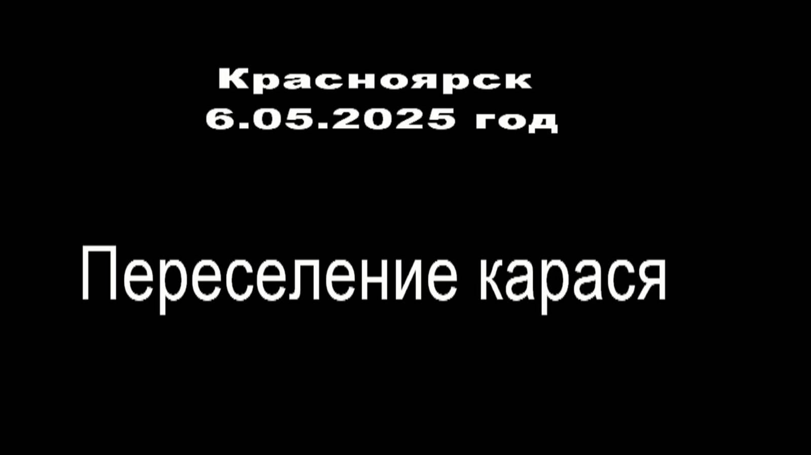Переселение карасей в Красноярске с Теплой Речки в 8-микрорайон