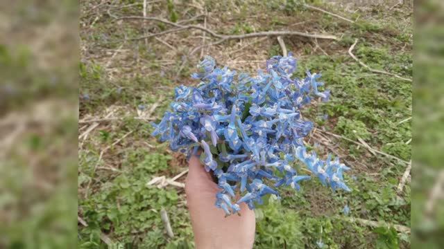 Прогулка в лесу / сбор дикоросов /Южно-Сахалинск