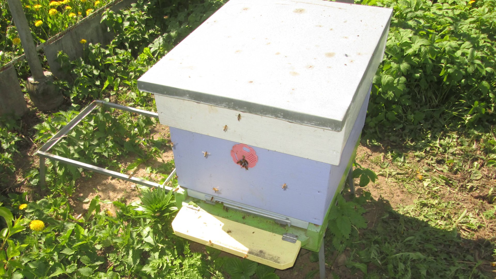 Пчелы бакфаст