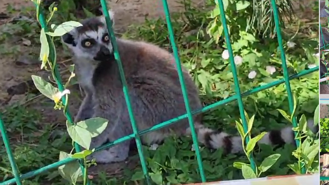 Лемуры в Пензенском зоопарке #животные #зоопарк #лемуры