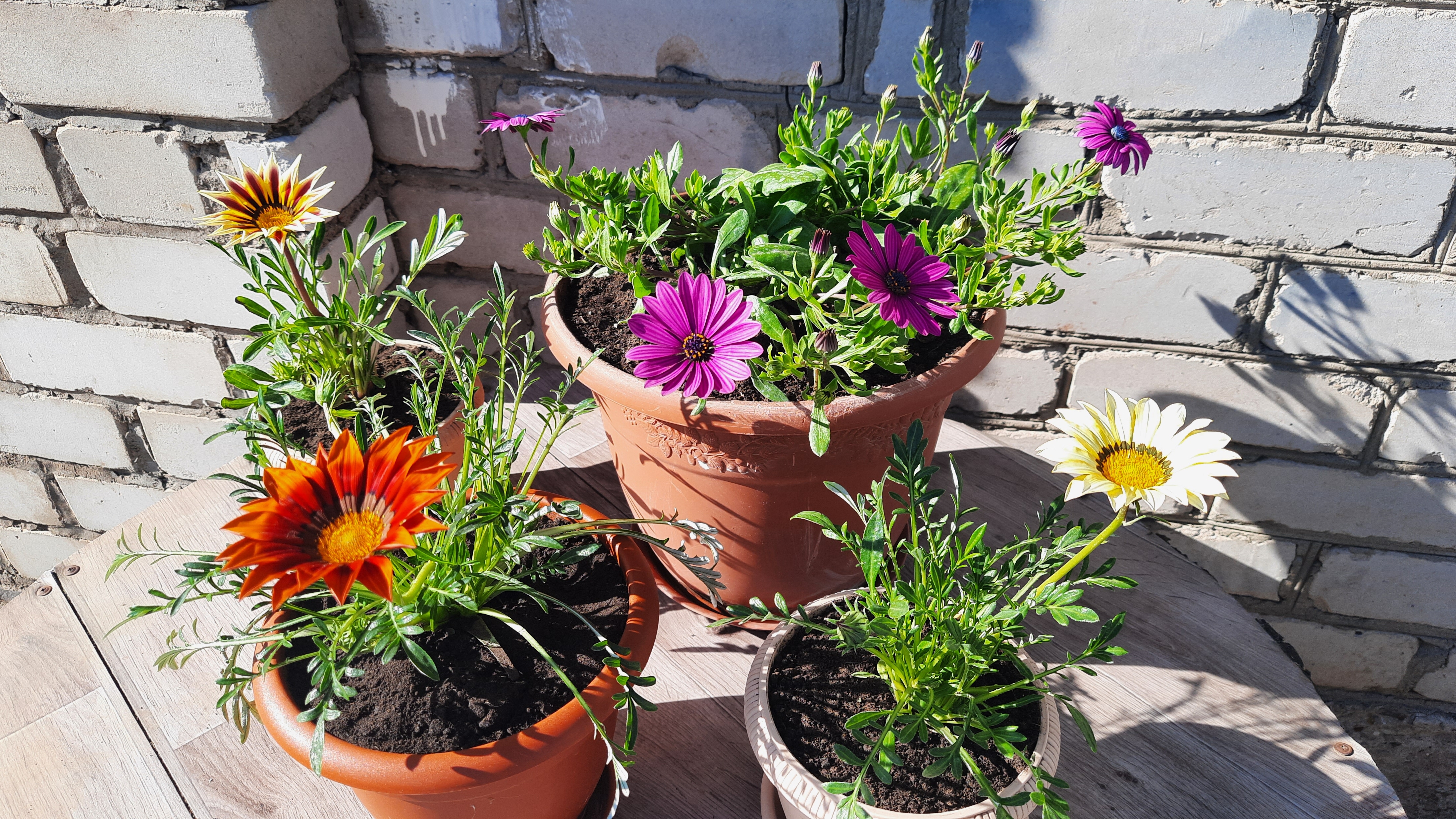 Хандру выгоняю работой!😯Появился у нас "Степан"! Надо купить ещё...👍