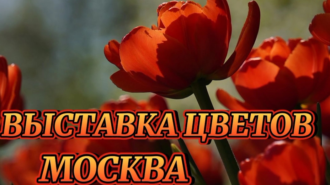 ВЫСТАВКА ЦВЕТОВ. РЕПЕТИЦИЯ ВЕСНЫ. Москва