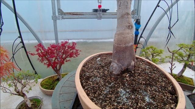 Бонсай открытая книга от А до Zють Корни обрезка весна 2025 год продолжение 53 часть