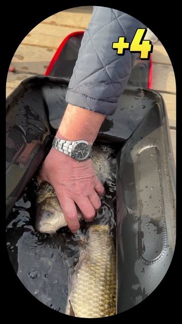 +4 в копилку 🐟🐟🐟🐟 #ЗаРыбимВместе #зарыбляем_пруд #зарыбление #рыбалка