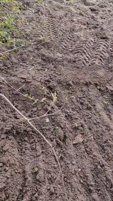 Траншея на миниэкскаваторе Риппа