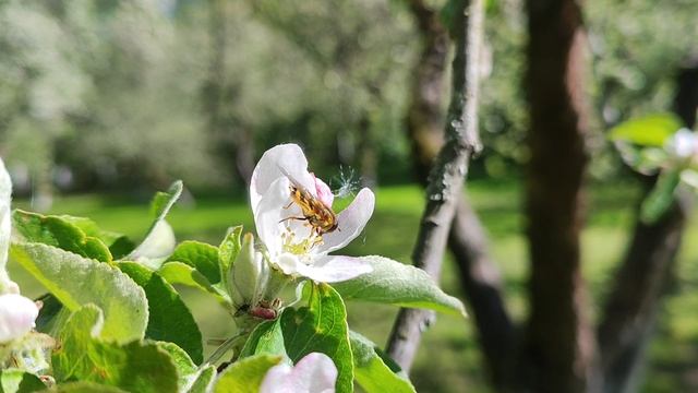 Удивительная природа. Муха-журчалка. Мастер маскировки, похожий на пчелу. Май 2025