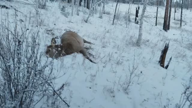 ОХОТА С ПОДХОДА НА ИЗЮБРЯ