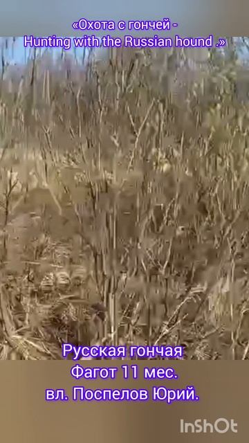 Русская гончая Фагот вл. Поспелов Юрий. #собака #топ #охотасгончей #trout