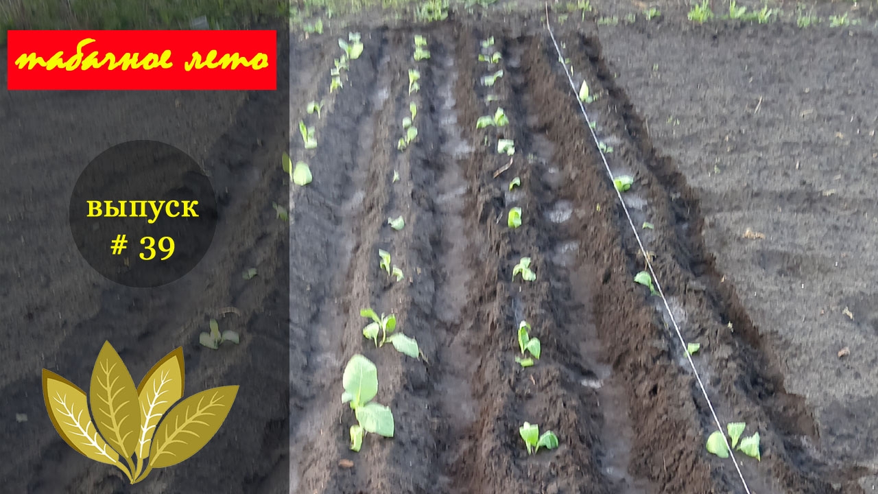 Выпуск #39 Высадка рассады на грунт. Сезон 2025 года. #табак