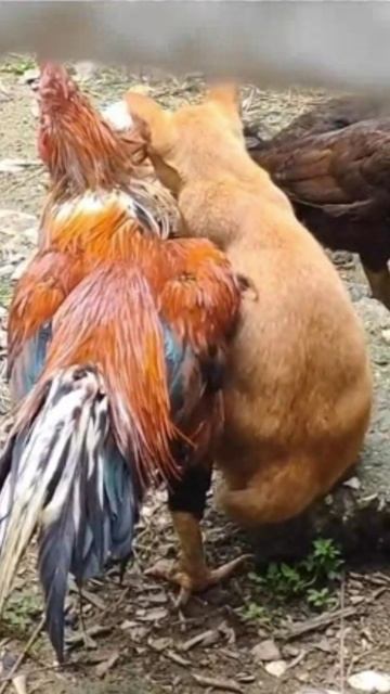 Дружба петуха и кота