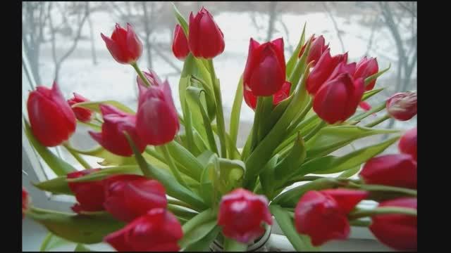 Какие гости в комнате моей! Самуил Маршак.