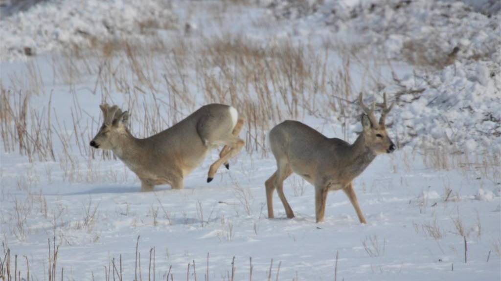 ОХОТА С ПОДХОДА НА КОСУЛЮ