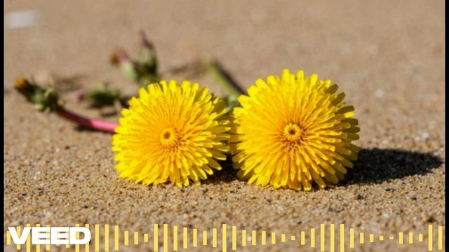 Иннокентий Анненский — Одуванчики