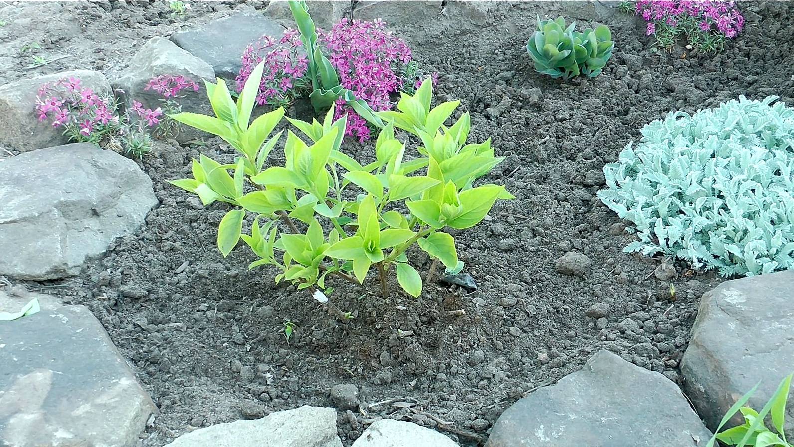 Гортензии в мае. Прореживание и обрезка зеленых побегов. Опрыскивание, полив, подкормка