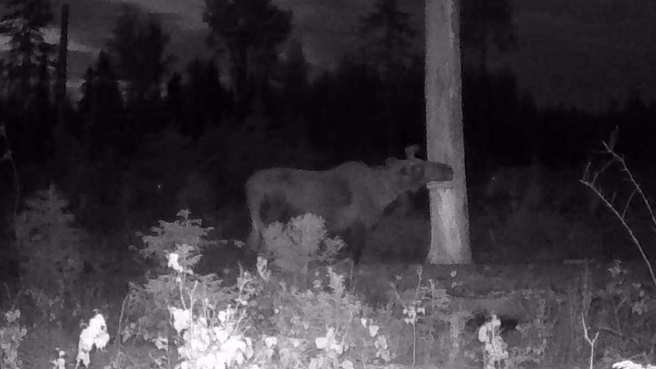 Дикая природа России. Лоси и их любовь к соли