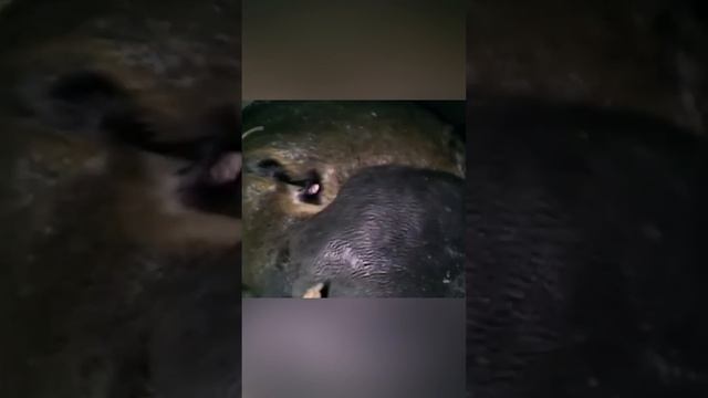 Утконос： малоизвестные факты