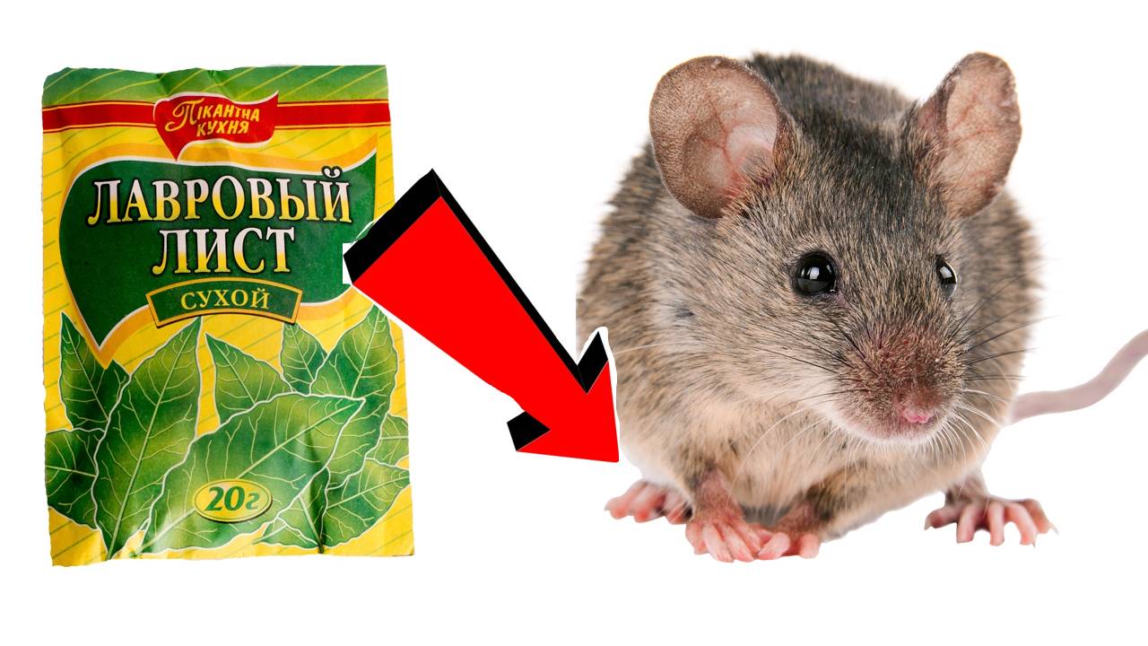 Как избавиться от мышей За 3 Секунды!!!!!!!!!!!