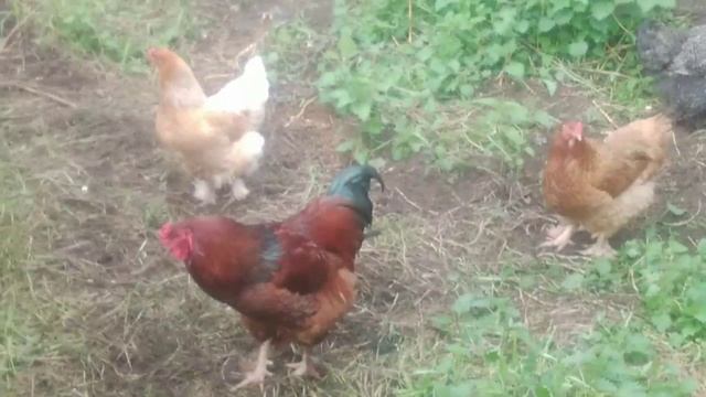 Куры вернулись, гусята подросли...