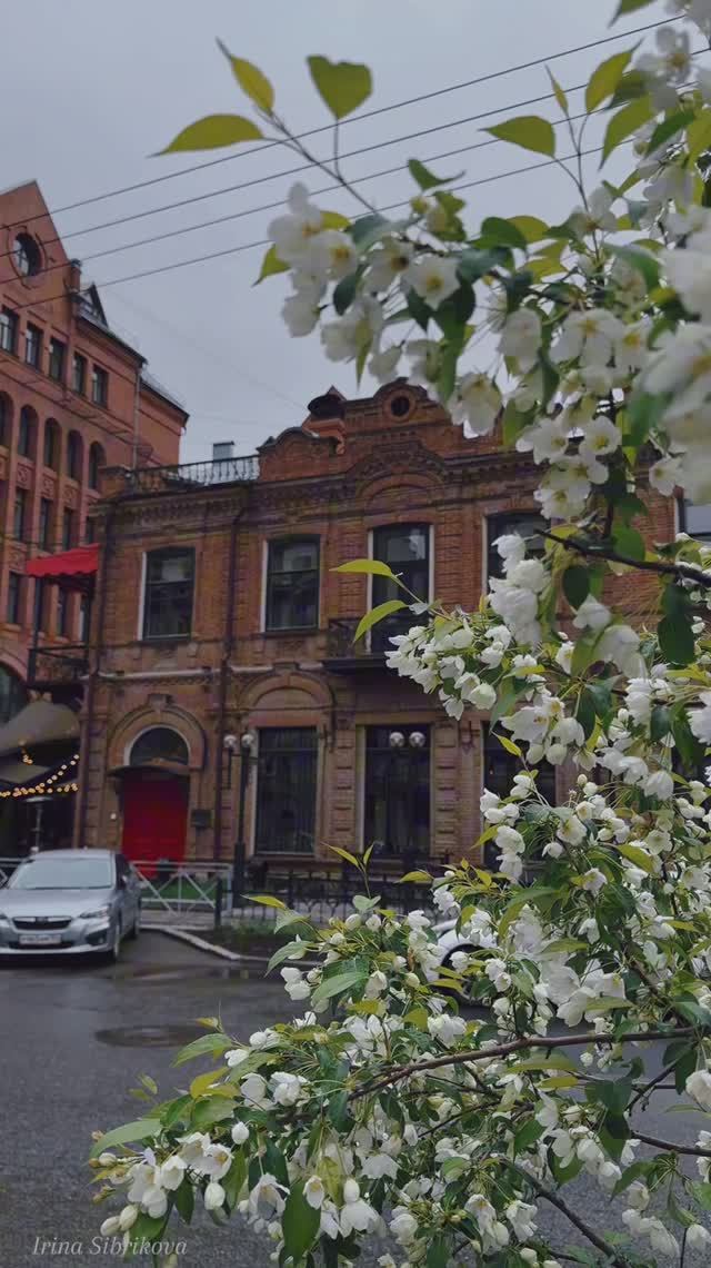 Новосибирск расцвел🌼 Первомайский сквер.