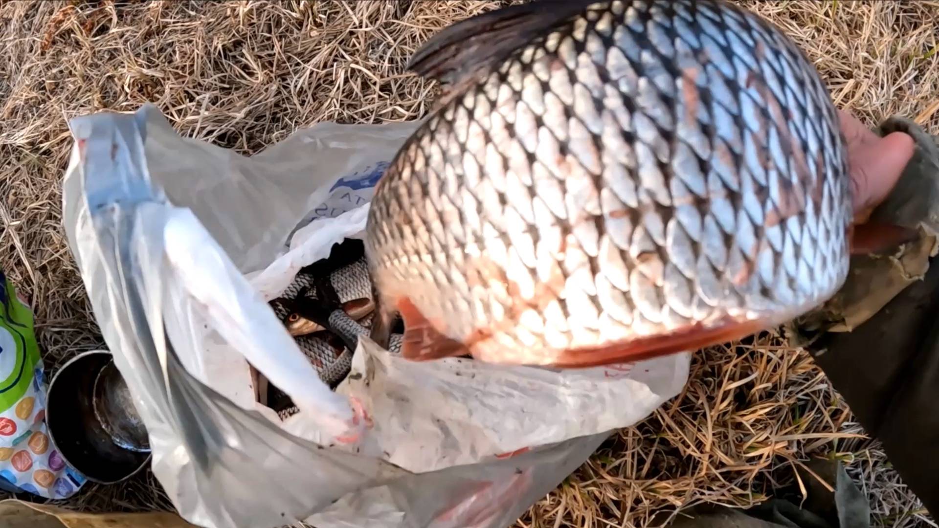 Огромная плотва на удочку. Щука как бревно. Рыбалка