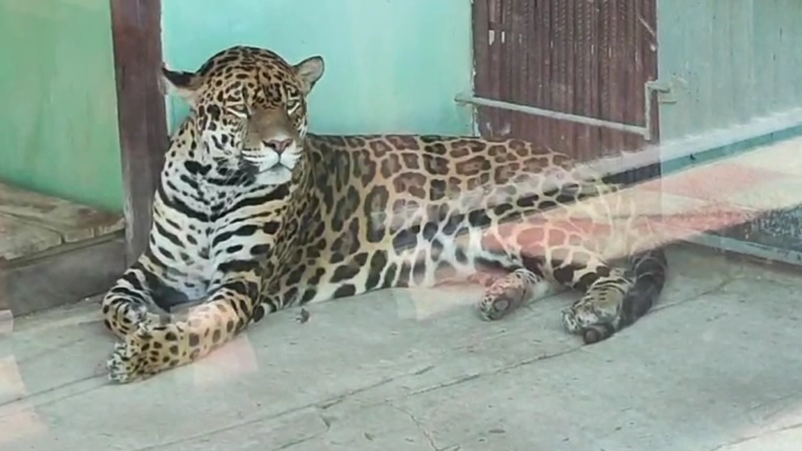 Ягуар в Пензенском зоопарке #животные #зоопарк #ягуар