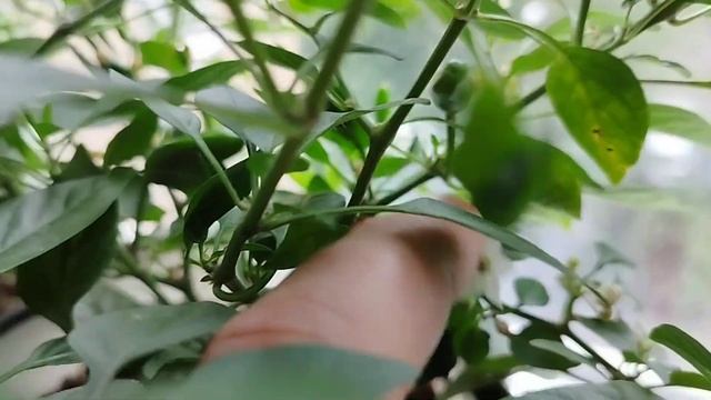 Перцы на подоконнике. Урожай.