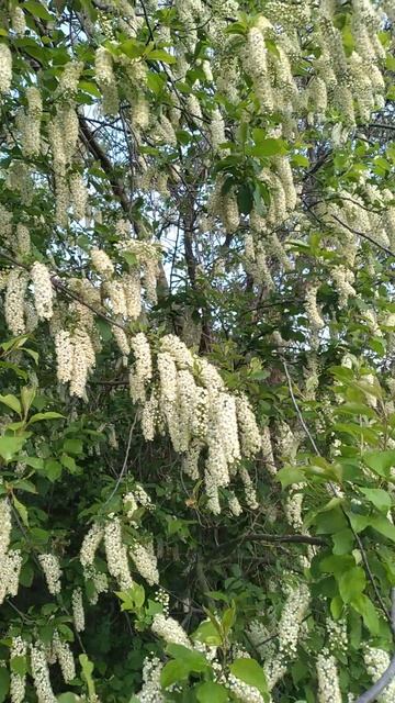 красная черемуха в цвету