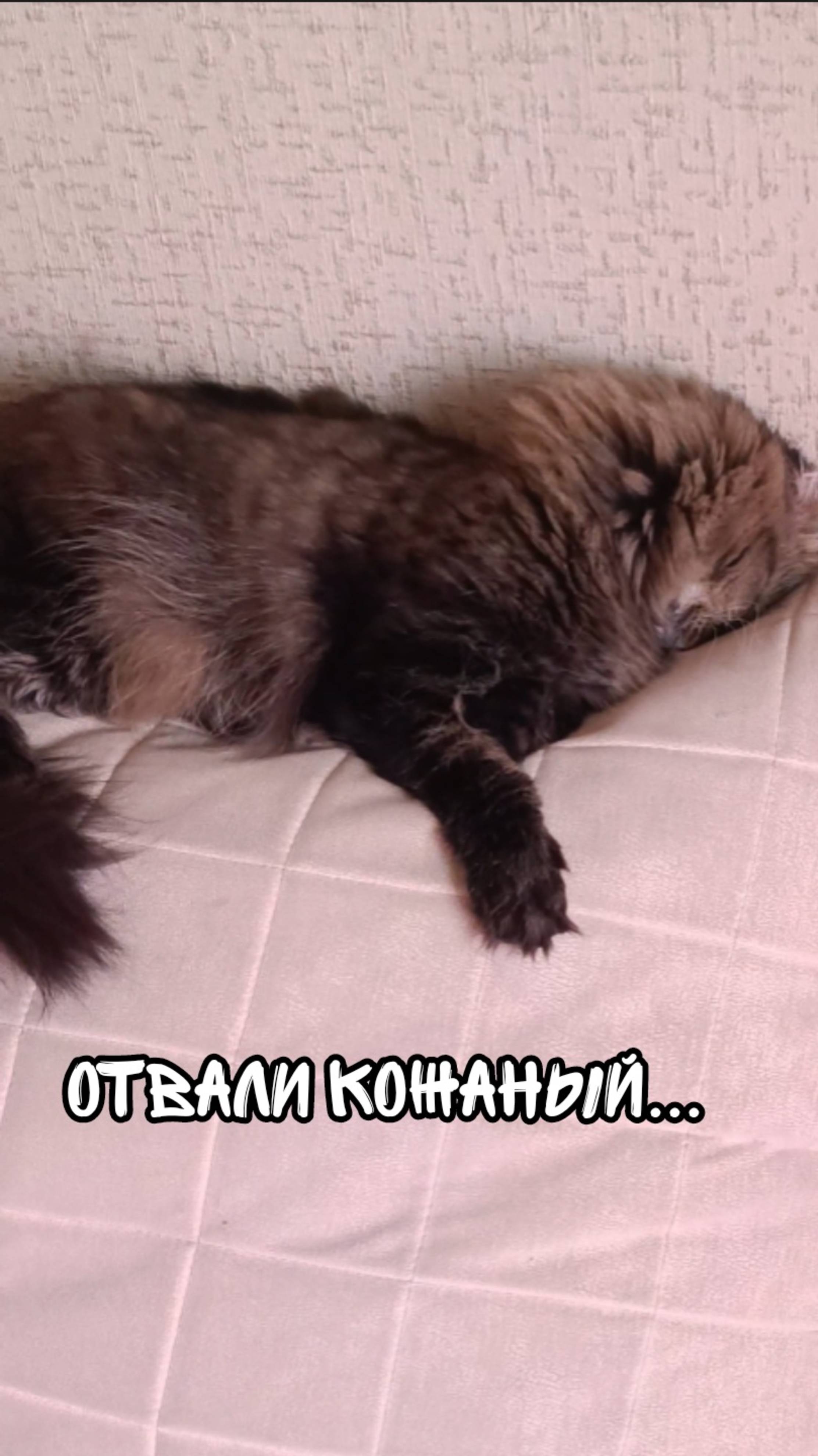 Кот устал от съёмок #shorts #cat #кот #котик