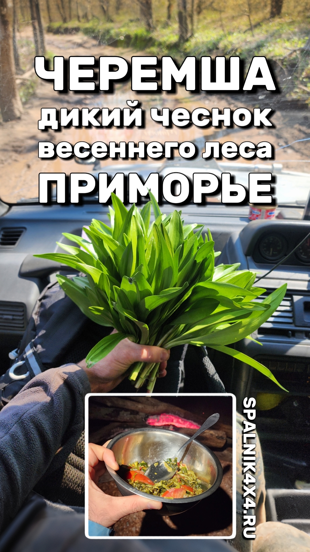 Черемша или дикий чеснок - весенняя зелень Приморского леса. Где собрать и как отличить. #spalnik4x4