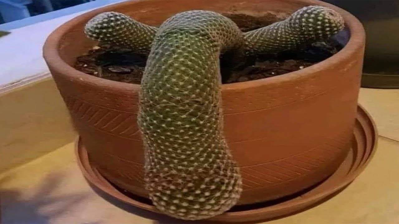 12 mins of  memes that will make you happy (StreetCan)