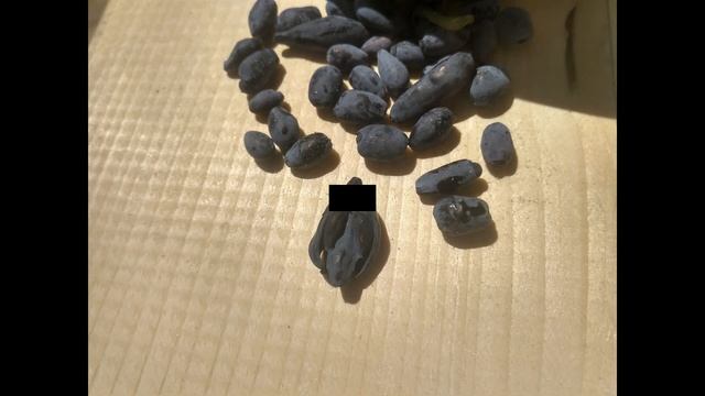 Чудеса природы.  Жимолость.  Забавные уродцы - это надо видеть!