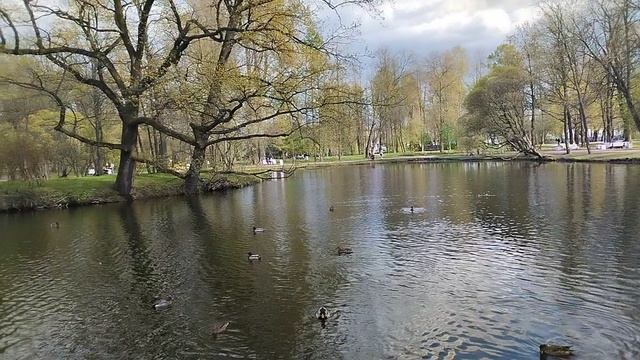 Кормим пернатых.