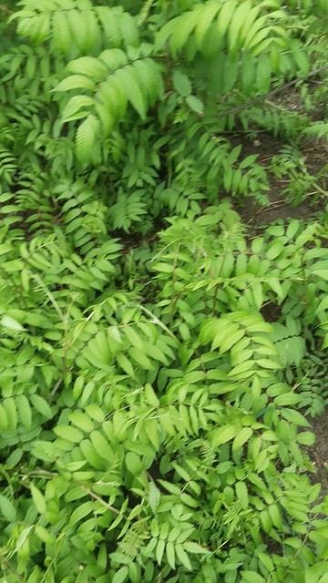 Растение паразит. Сажать или нет?