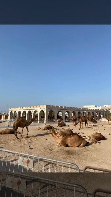 Часть 1 Souq Wagif Traditional Market
Традиционный рынок «Сук-Вакиф». Катар
