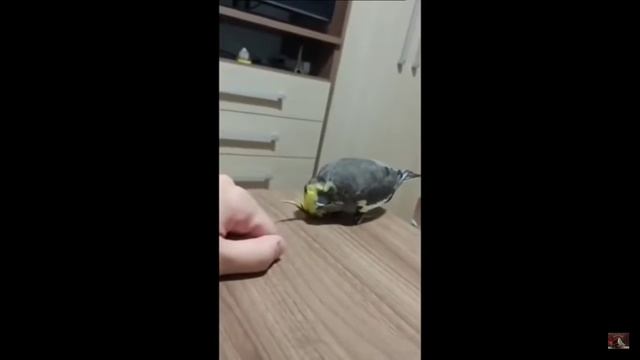 смешные моменты с попугаями 2 часть