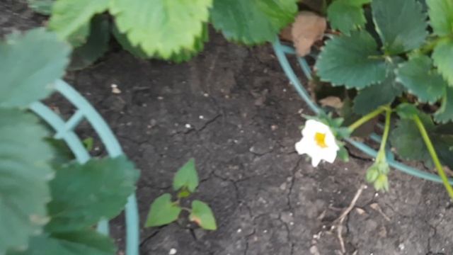 ОБЗОР НА 13 МАЯ//ВЫСАДИЛА КАБАЧКИ