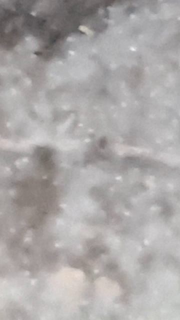 Пуховая метель