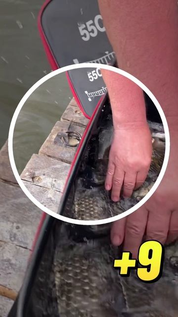 +9🐟 #ЗаРыбимВместе #зарыбление #рыбалка #Волгоград