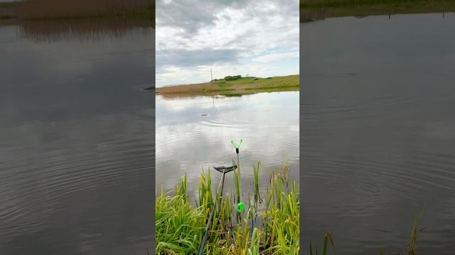 КАРП НА УДОЧКУ 🎣 РЫБАЛКА ДЛЯ ДУШИ ✌️#карп #наудочку #рыбалка #длядуши #fiching #открытиесезона #при