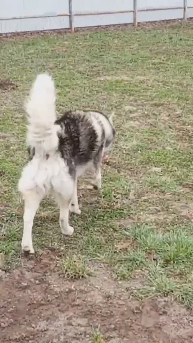 Сибирский хаски. | из архива | 🍀 Строю САМ