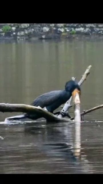 Жадность баклана