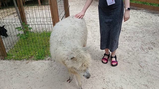 Контактный зоопарк