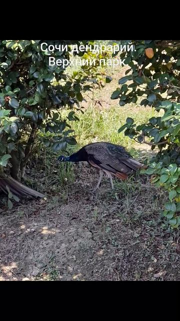 Небольшой ролик про мою прогулку по Сочинскому дендрарию.