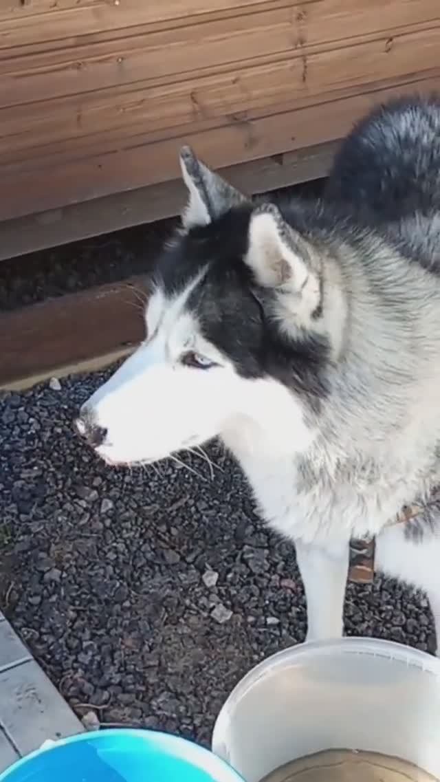 Сибирский хаски и вода, а теперь можно и побегать.  | 🍀 Строю САМ