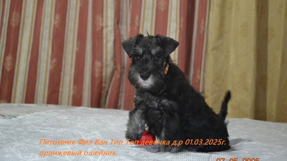 Щенок цверга девочка оранжевый ошейник.