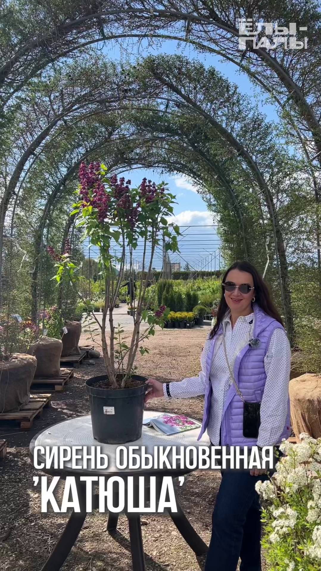 Сирень обыкновенная `Катюша` РС обзор сорта из питомника "ЁЛЫ-ПАЛЫ"
