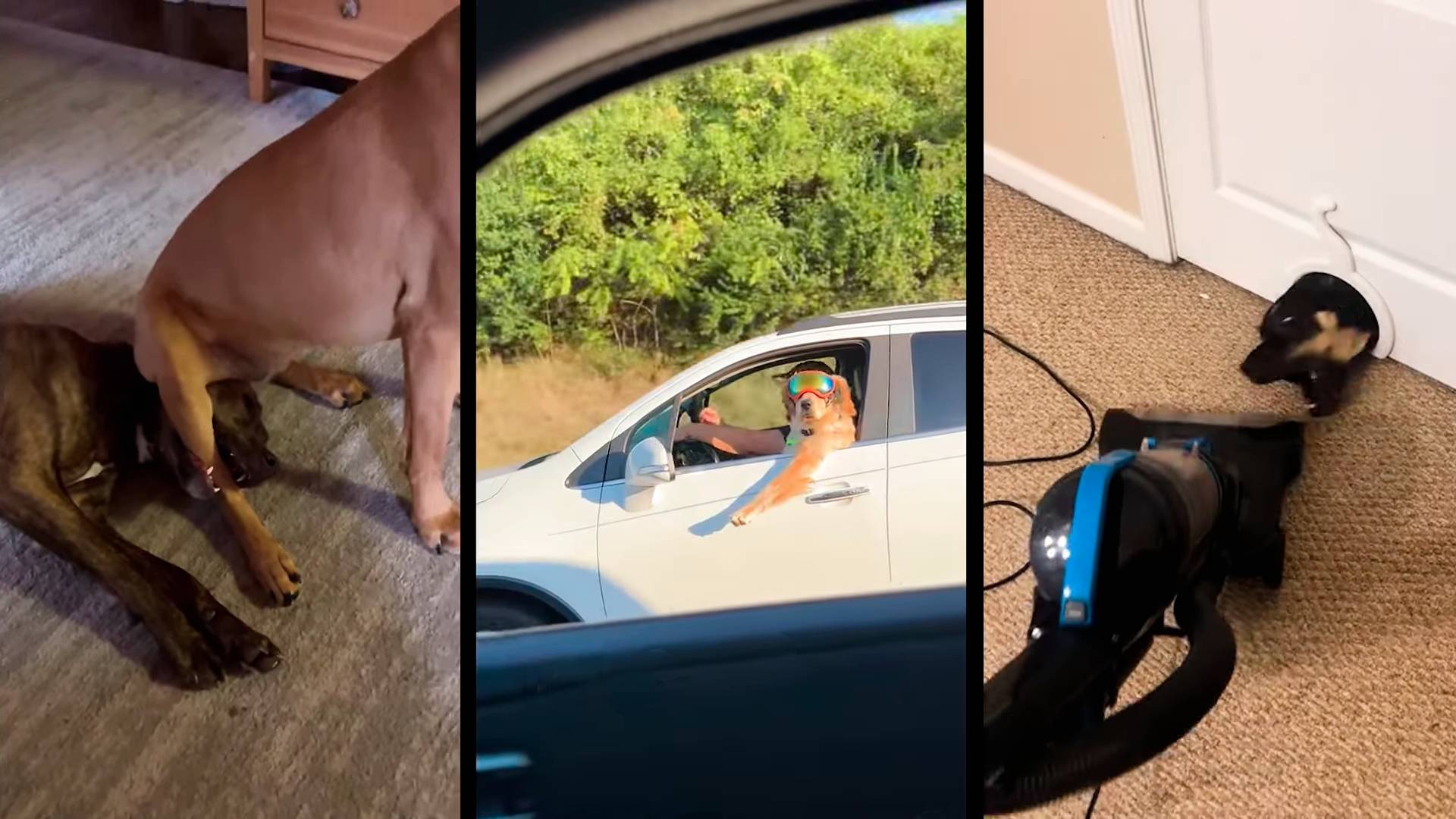 Собаки - генераторы веселья 🐶