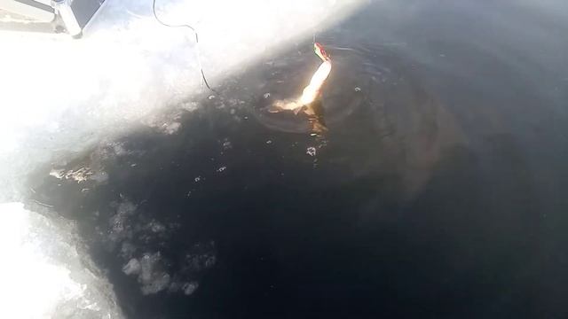 рыбалка, щуренок на балансир клюнул прямо в купели для купания зимой