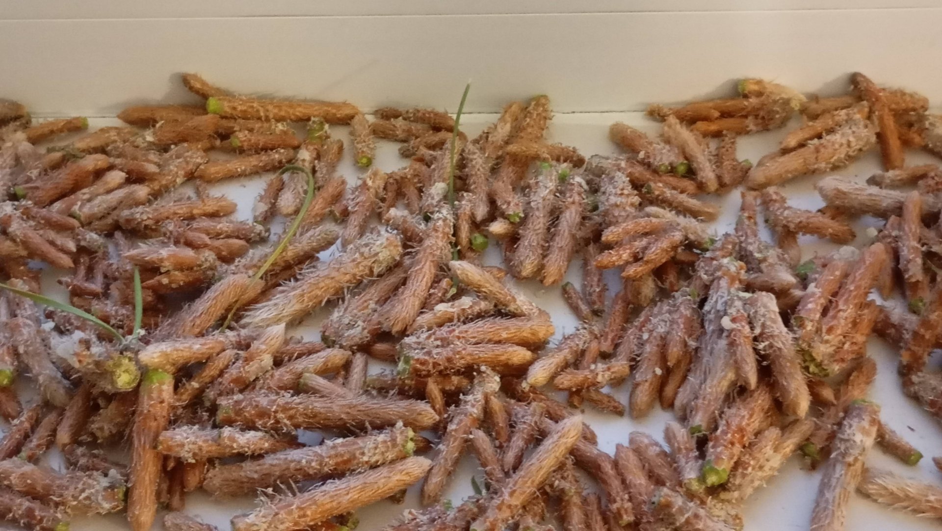 Набрали молодые побеги сосны. Будем оздоравливаться.