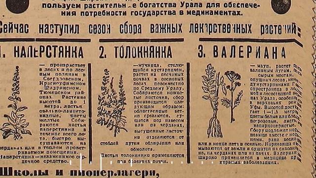 63. Съели весь просвирник